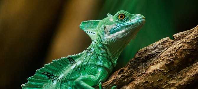 Basilisk Ark Taming Guide: How to Tame and Feed!
